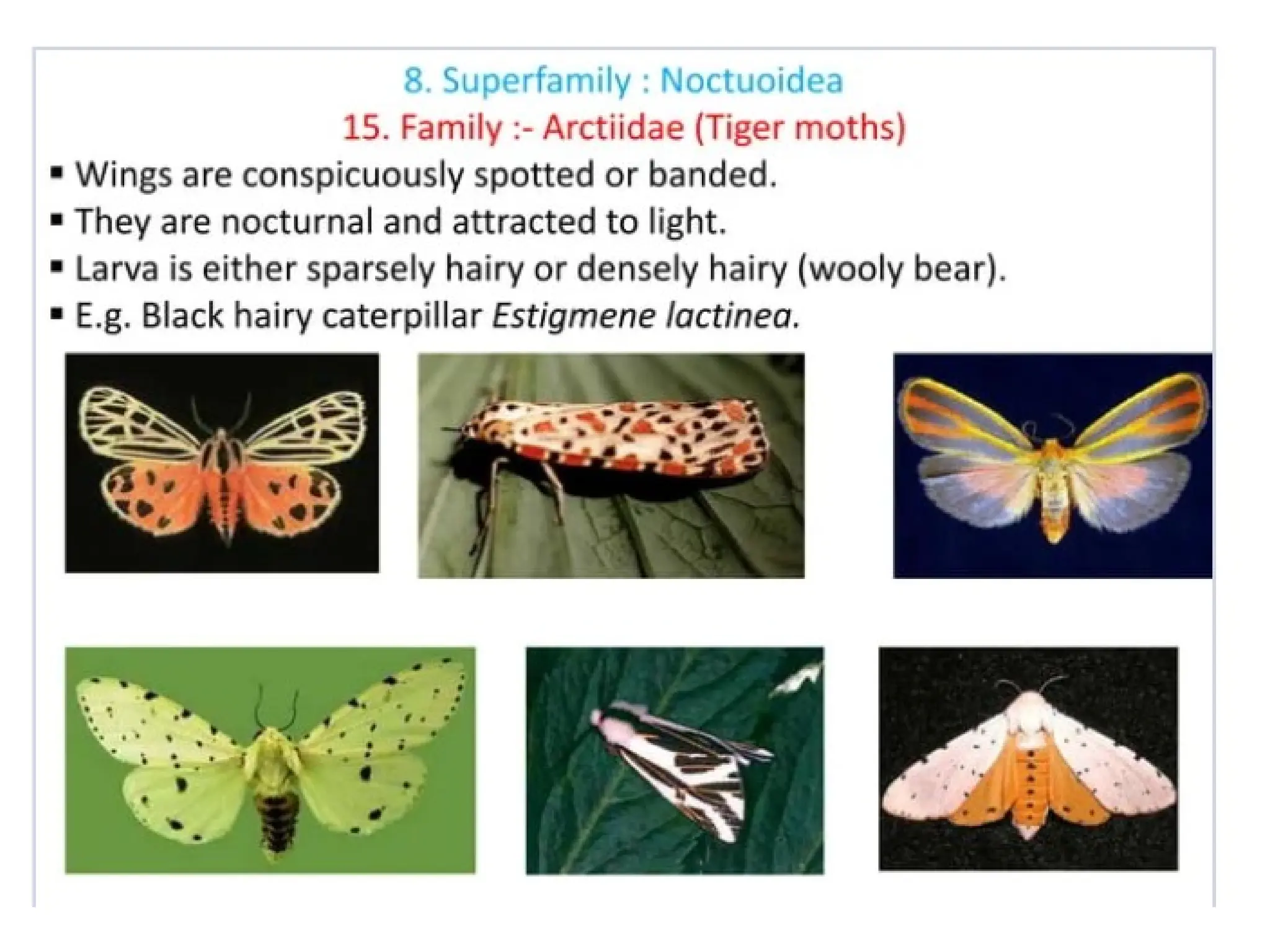sharan entomology ppt.pptx about insects | PPT