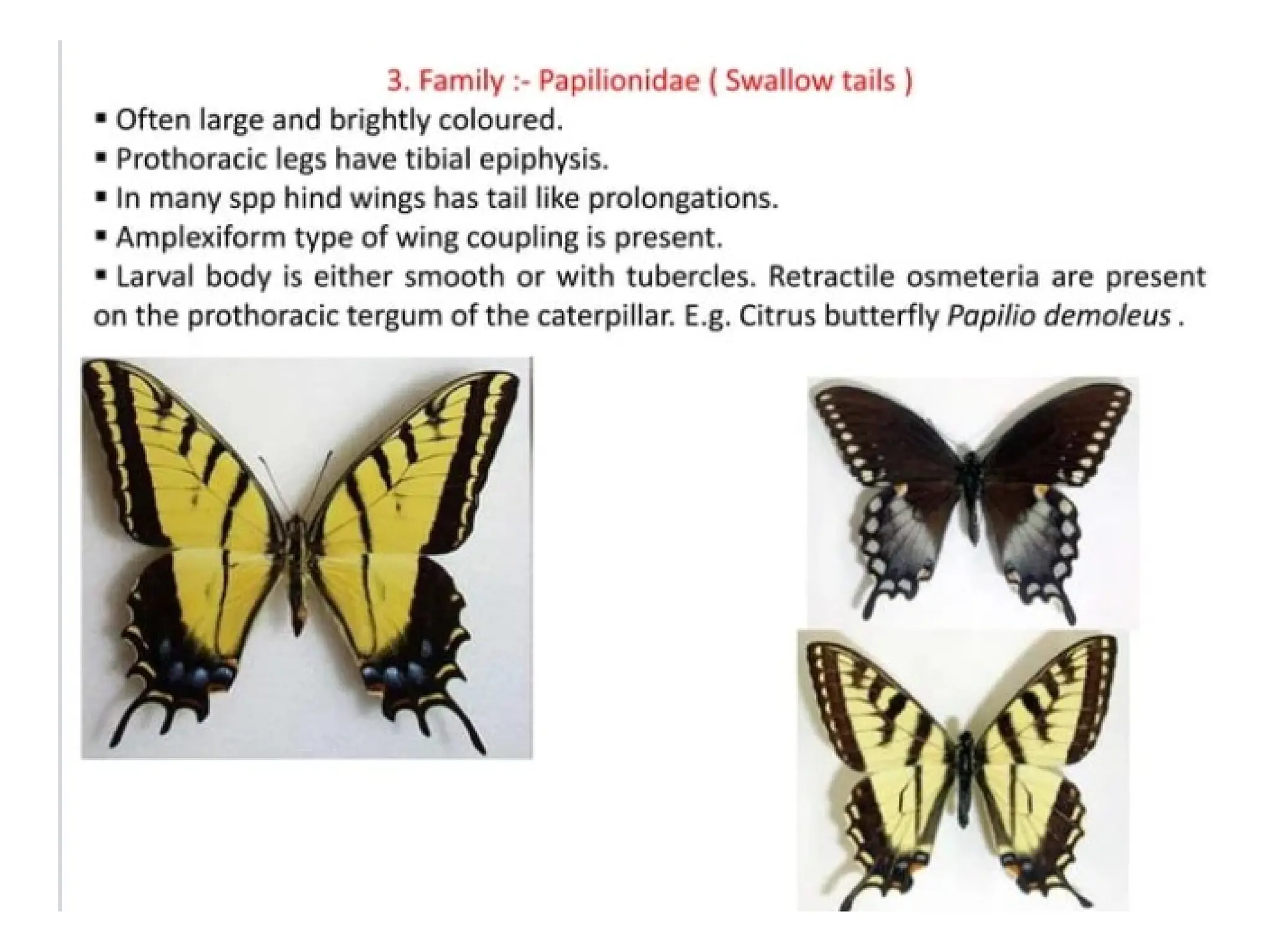 sharan entomology ppt.pptx about insects | PPT