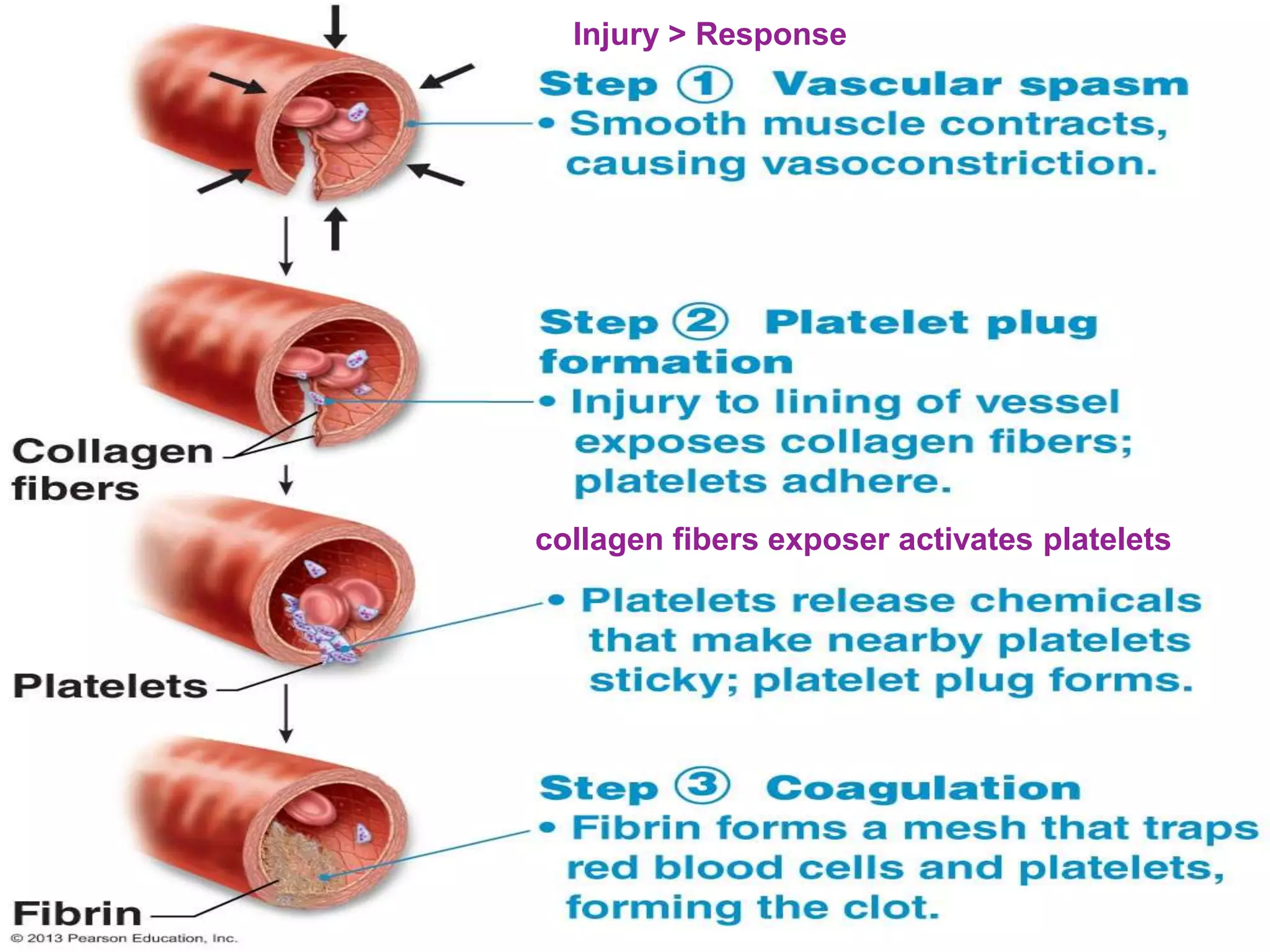 Haemostasis + Steps of blood clotting (coagulation) | PPTX