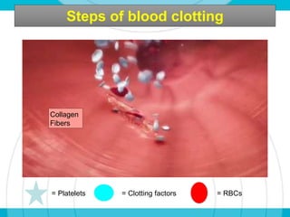 Haemostasis + Steps of blood clotting (coagulation) | PPTX