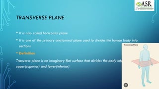 1st year BHMS Share Anatomical planes.pdf