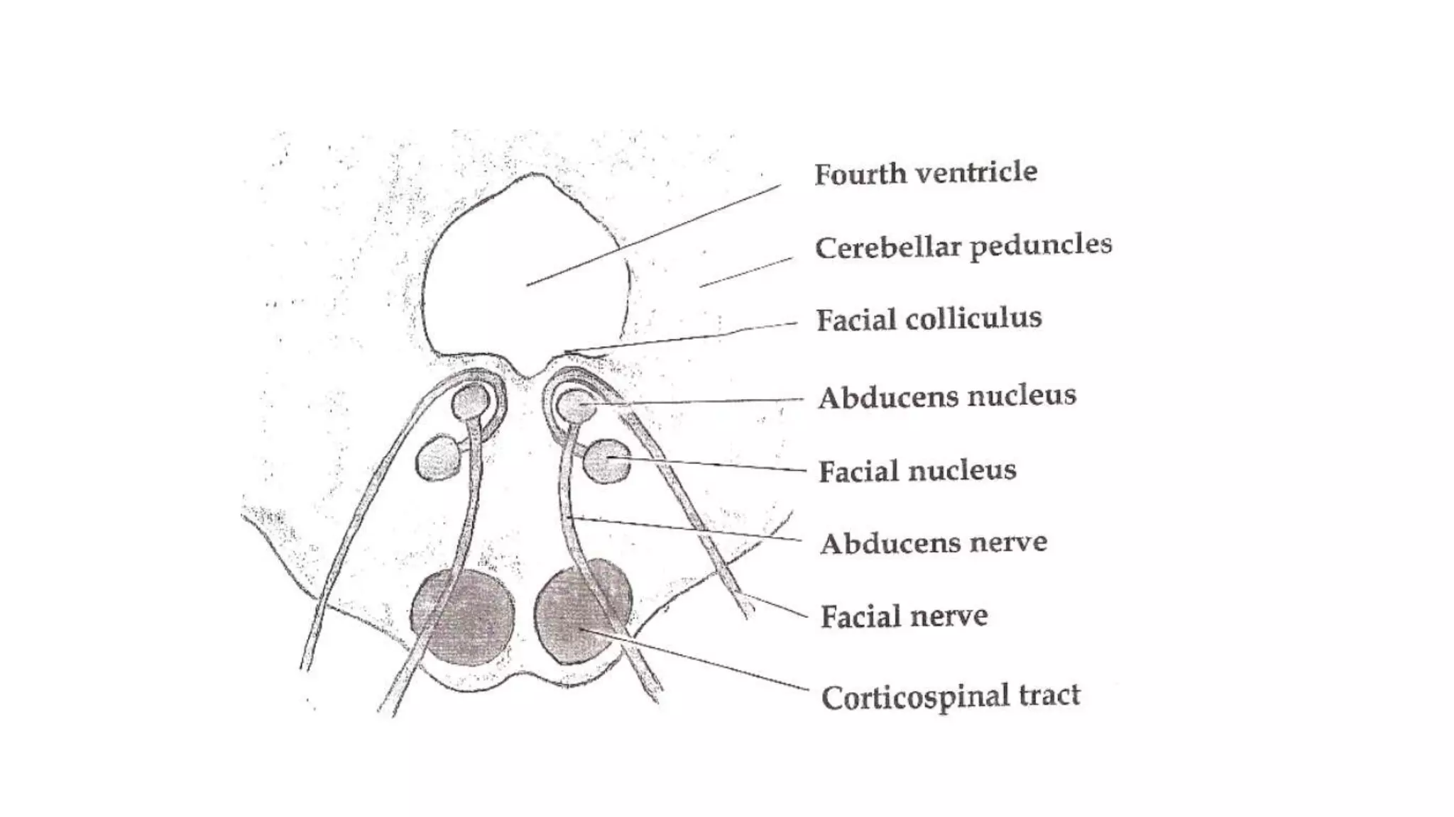Anatomy of 6th cranial nerve.pptx