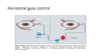 Anatomy of 6th cranial nerve.pptx
