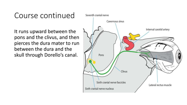 Anatomy of 6th cranial nerve.pptx