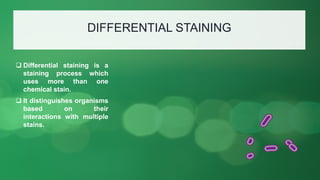Bacterial gram staining | PPTX