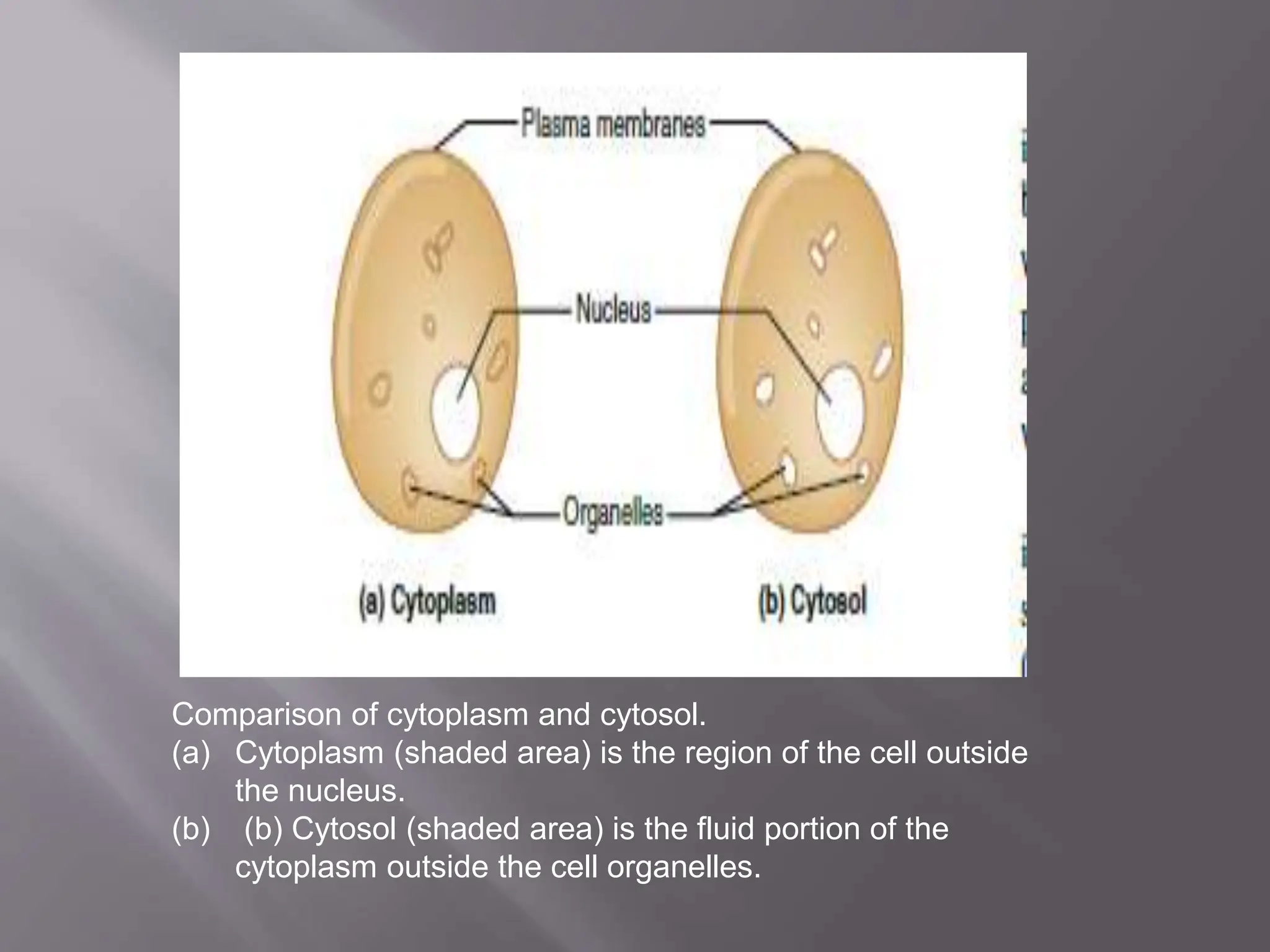 Cell Structure And Functions physiology.pptx