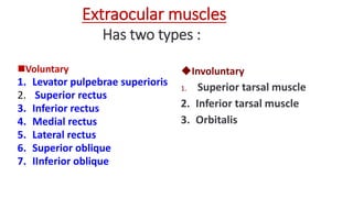 Extraocular muscles.pptx
