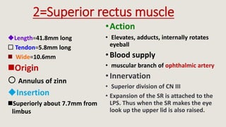 Extraocular muscles.pptx