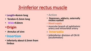 Extraocular muscles.pptx