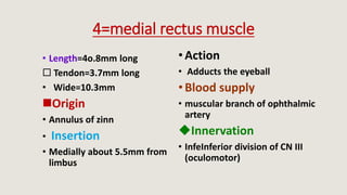 Extraocular muscles.pptx