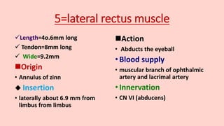 Extraocular muscles.pptx