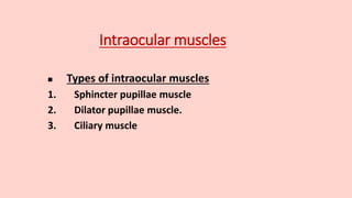 Extraocular muscles.pptx