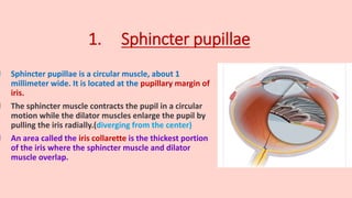 Extraocular muscles.pptx