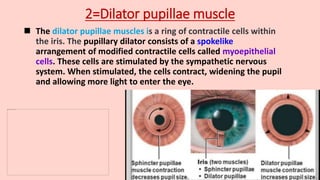 Extraocular muscles.pptx