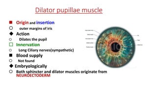 Extraocular muscles.pptx