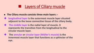 Extraocular muscles.pptx