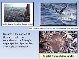 Bycatch | PPTX