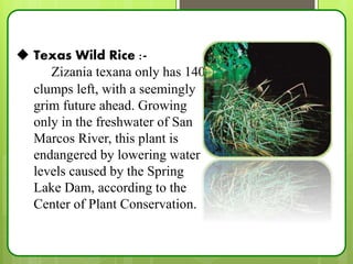 Protected & Endangered species of plant ppt by G.S.Shaktawat | PPTX