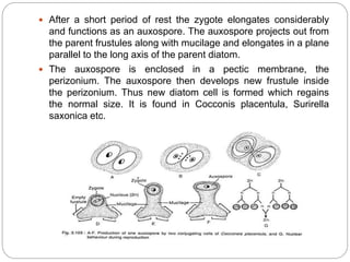 Forensic diatomology | PPTX