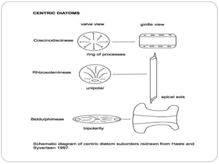 Diatoms Labeled