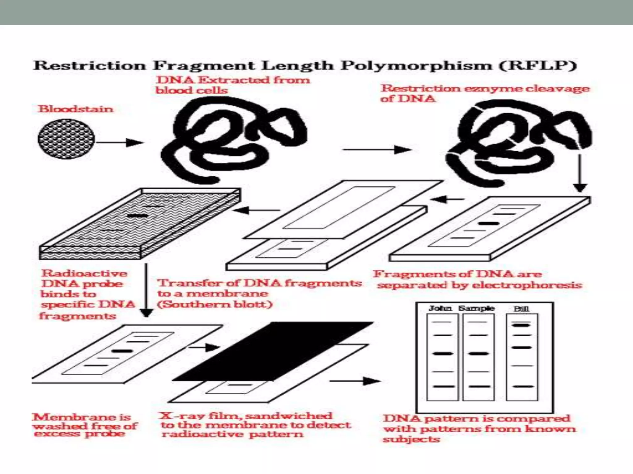 Forensic significance of DNA Profiling (Forensic biology) | PPTX