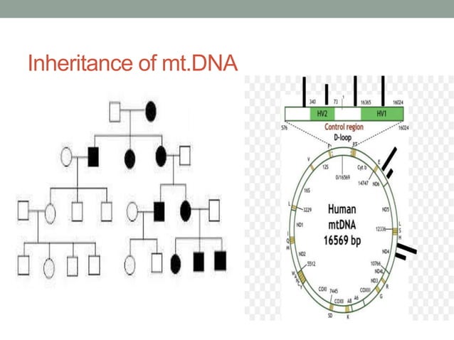 Forensic significance of DNA Profiling (Forensic biology) | PPTX ...