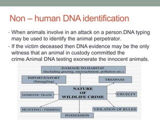 Forensic significance of DNA Profiling (Forensic biology) | PPTX