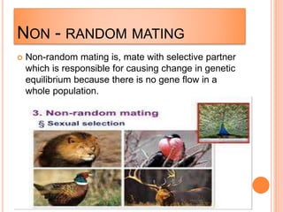 Hardy – weinberg law | PPT