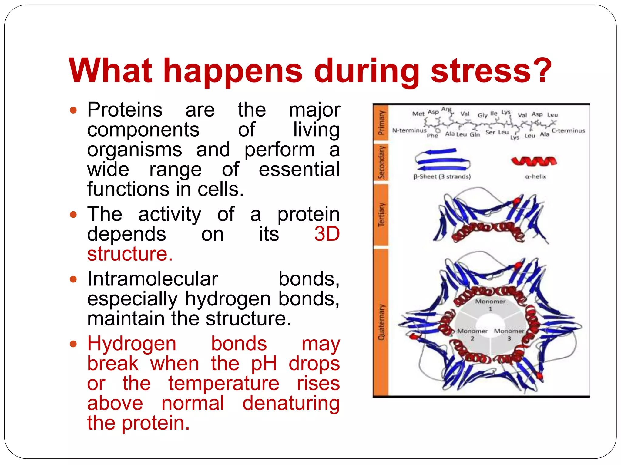 HEAT SHOCK PROTEINS | PPTX