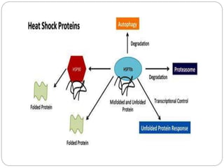 HEAT SHOCK PROTEINS | PPTX