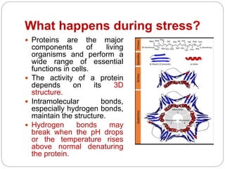 HEAT SHOCK PROTEINS | PPTX