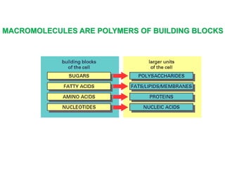 Share Hmb 100 medical biochem lect. 2-1.pptx