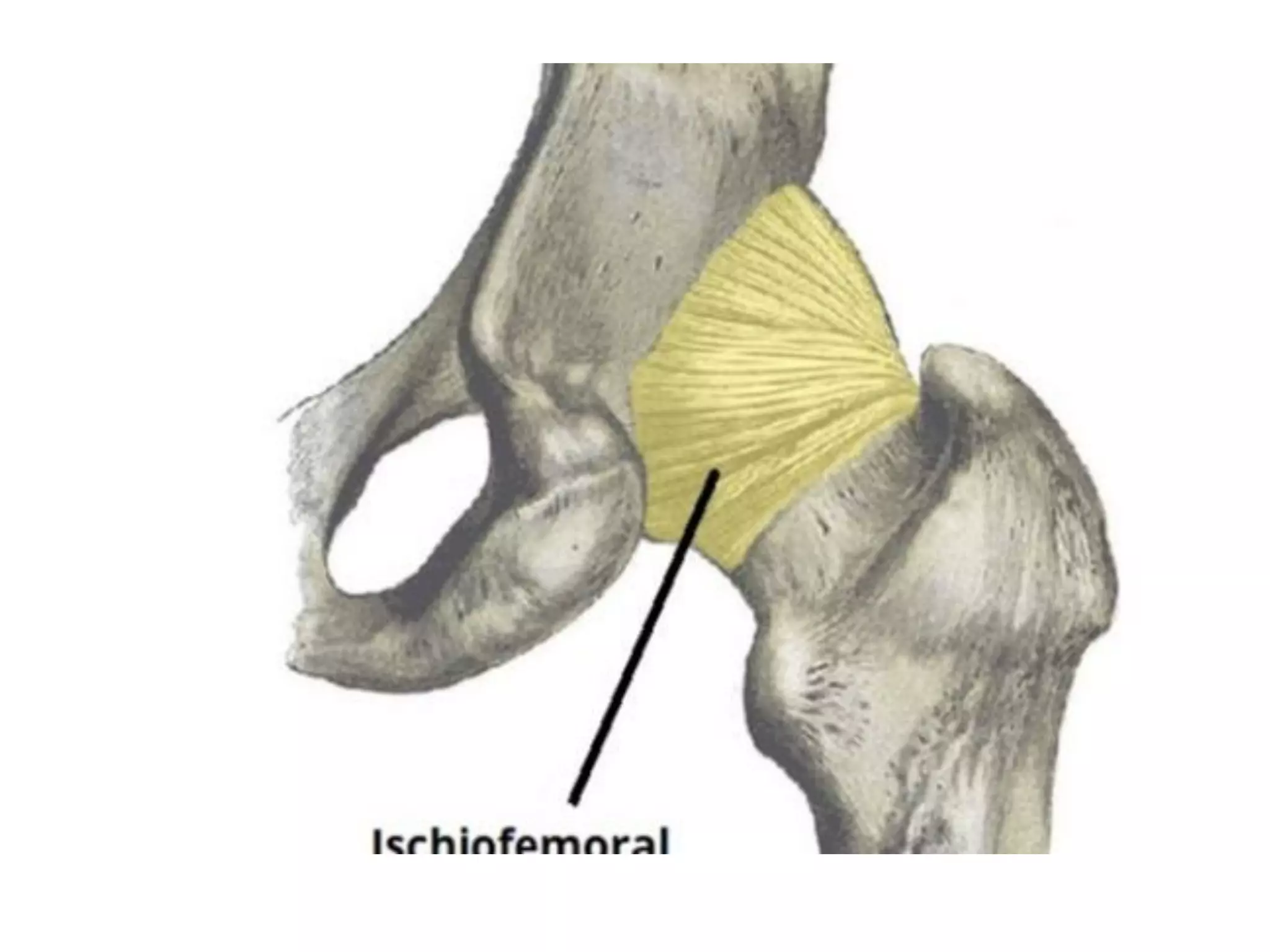 Hip Joint Ligaments-Biomechanics and kinesiology | PDF