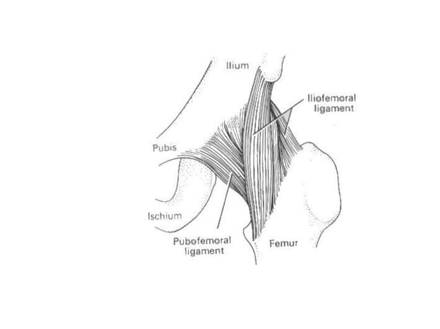 Hip Joint Ligaments-Biomechanics and kinesiology | PDF