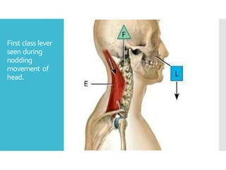 Lever system - Exercise therapy | PDF