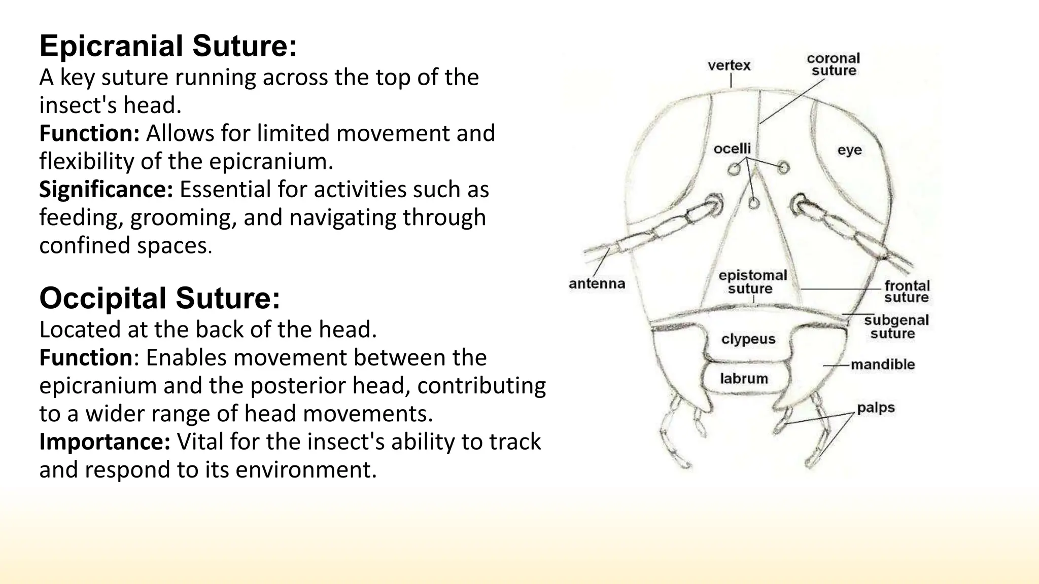 Share insects Sclerites.pptx Insects Plates & sutures | PPTX