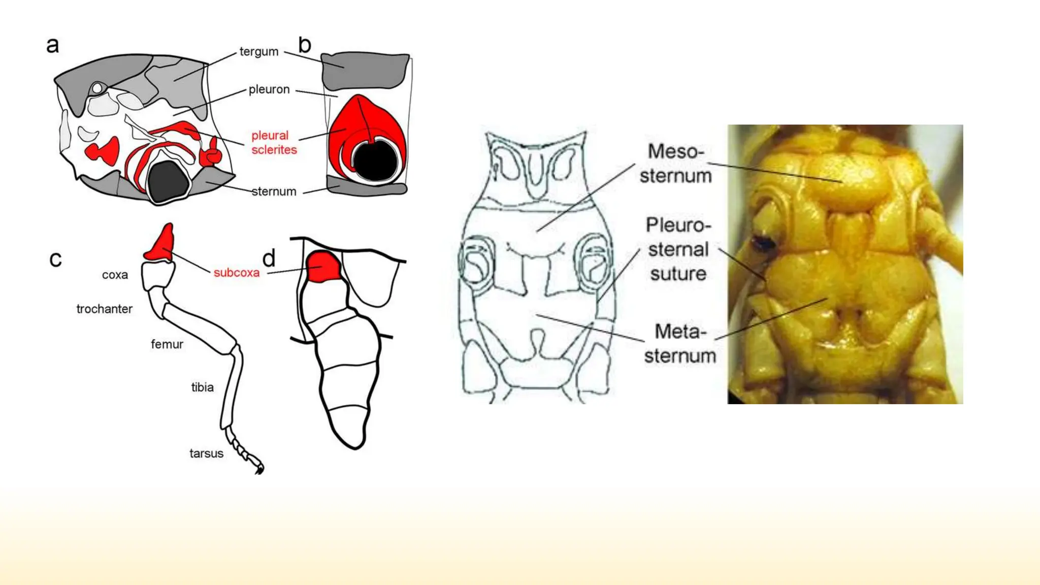 Share insects Sclerites.pptx Insects Plates & sutures | PPTX