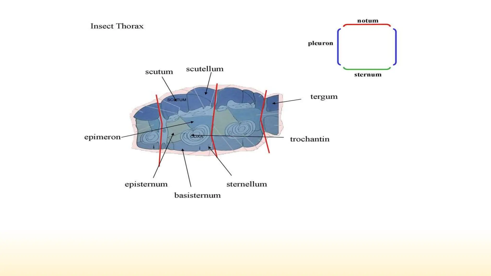 Share insects Sclerites.pptx Insects Plates & sutures | PPTX