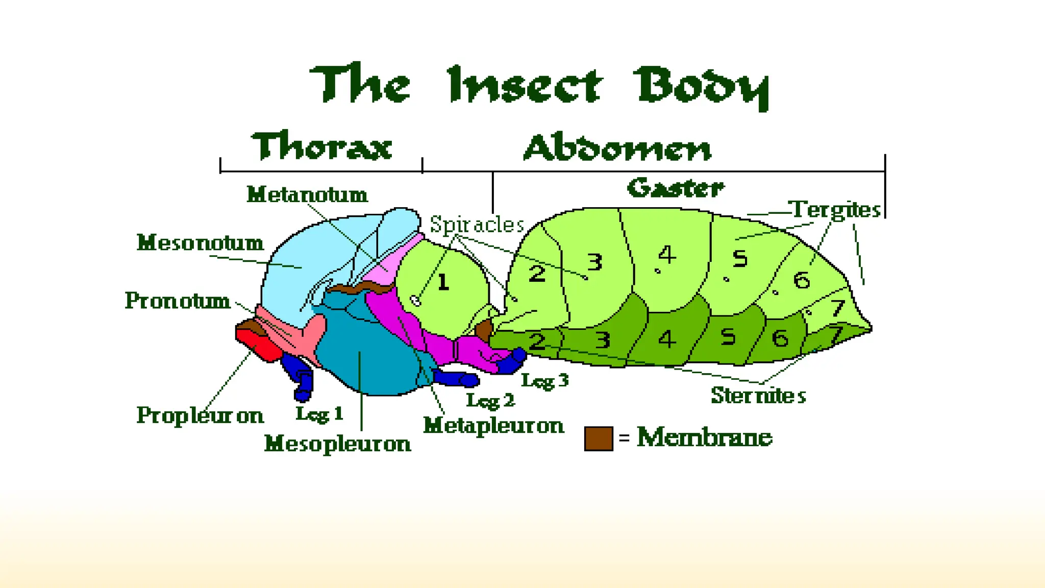Share insects Sclerites.pptx Insects Plates & sutures | PPTX
