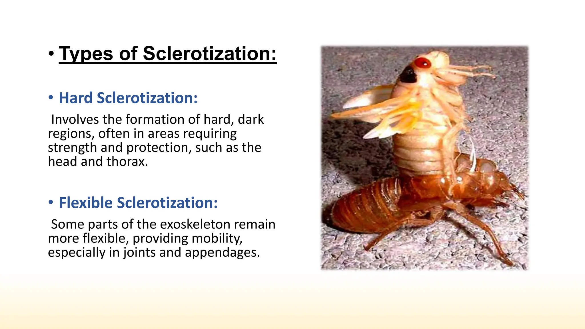 Share insects Sclerites.pptx Insects Plates & sutures | PPTX