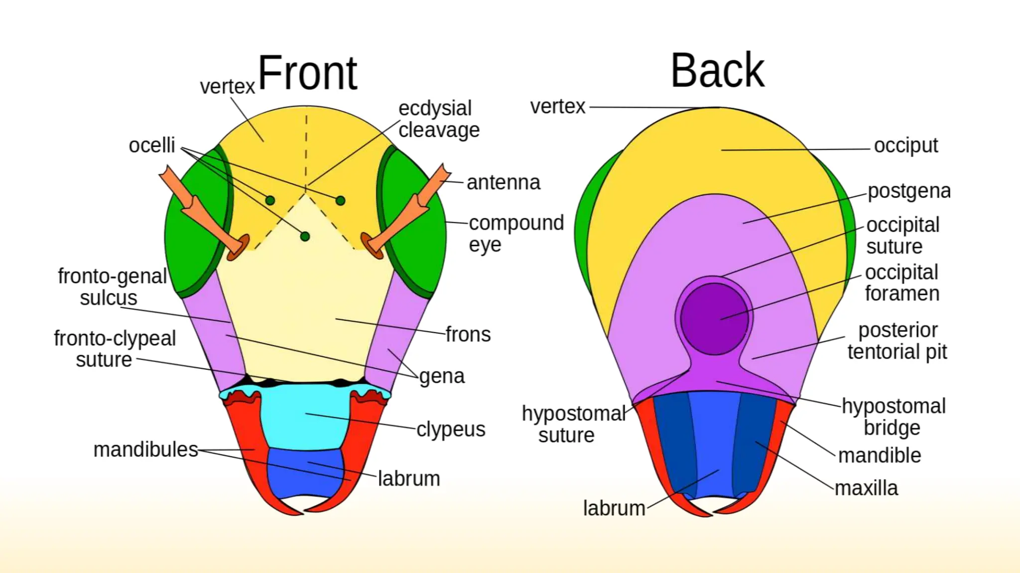 Share insects Sclerites.pptx Insects Plates & sutures | PPTX