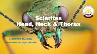Share insects Sclerites.pptx Insects Plates & sutures | PPTX | Geology ...