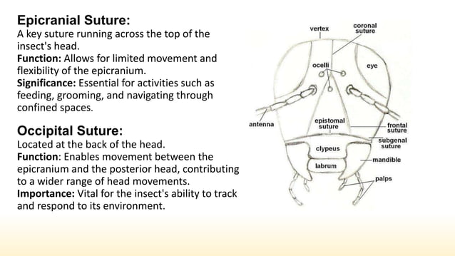 Share insects Sclerites.pptx Insects Plates & sutures | PPTX | Geology ...