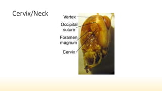 Share insects Sclerites.pptx Insects Plates & sutures | PPTX | Geology ...
