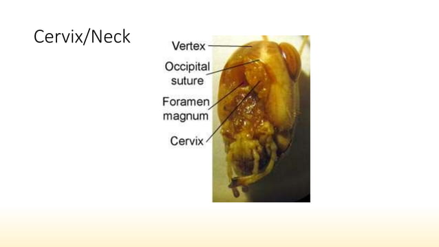 Share insects Sclerites.pptx Insects Plates & sutures | PPTX | Geology ...