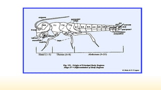 Share insects Sclerites.pptx Insects Plates & sutures | PPTX | Geology ...