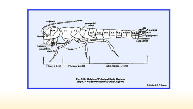 Share insects Sclerites.pptx Insects Plates & sutures | PPTX | Geology ...