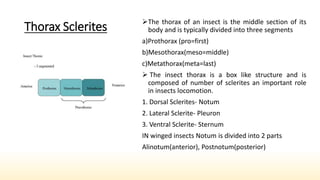 Share insects Sclerites.pptx Insects Plates & sutures | PPTX | Geology ...
