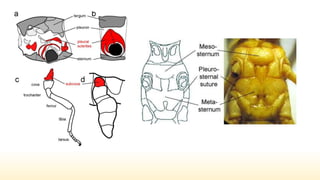 Share insects Sclerites.pptx Insects Plates & sutures | PPTX | Geology ...