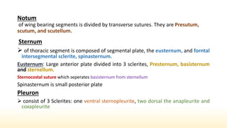 Share insects Sclerites.pptx Insects Plates & sutures | PPTX | Geology ...
